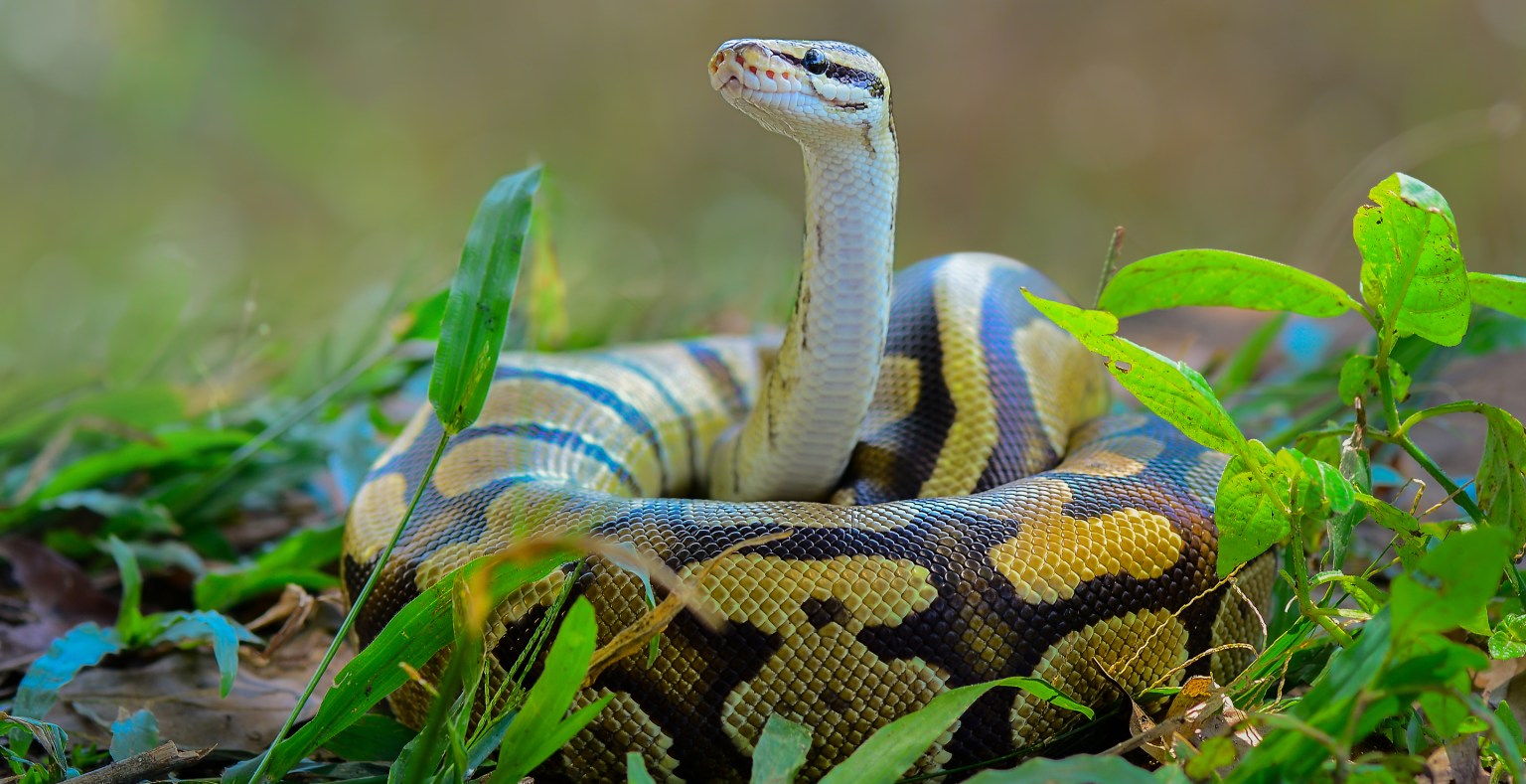 Terrifying Moment A Giant Python Swallows A Grandmother Whole On Her ...
