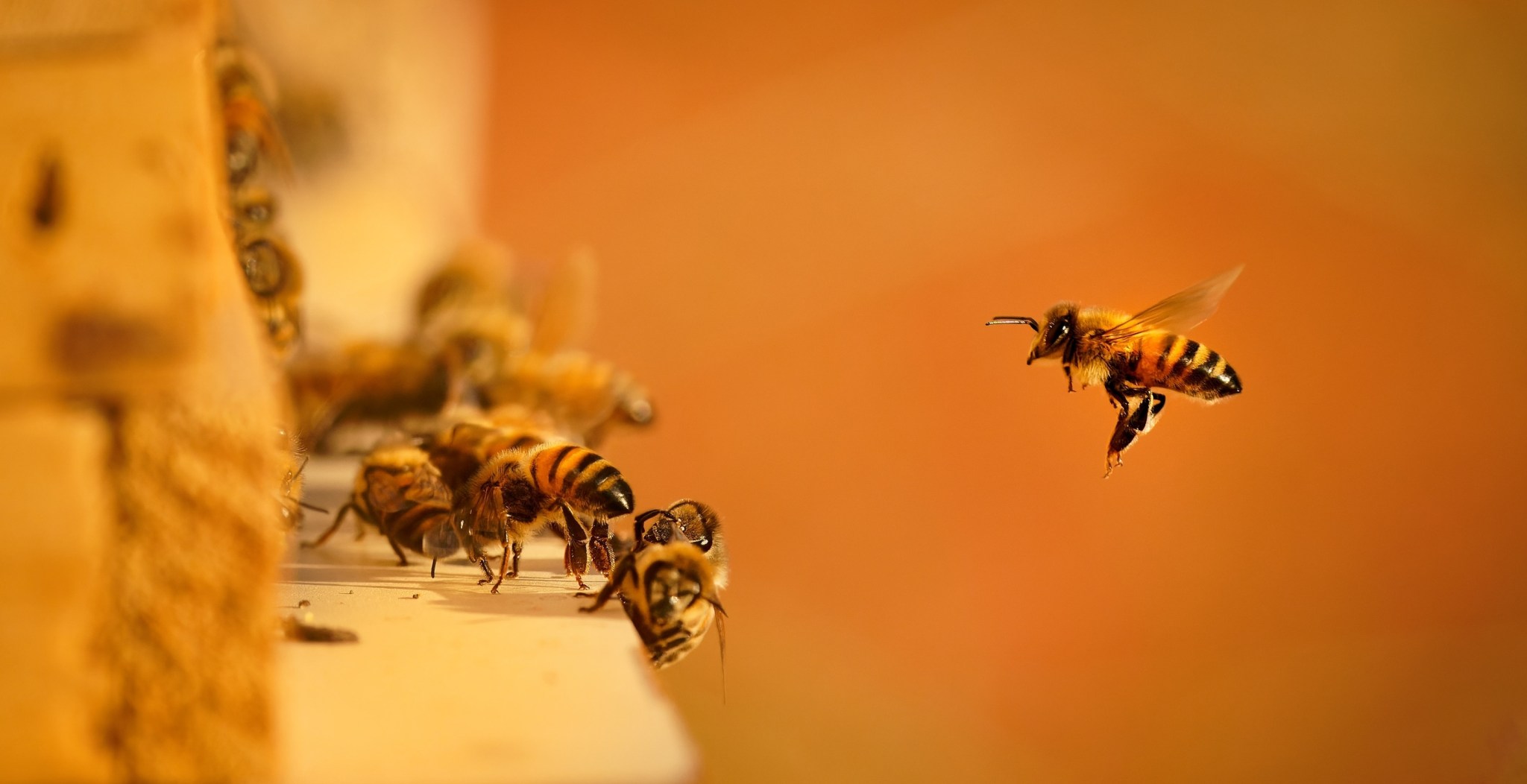 Who Invited 3,000 Bees To The Bar? Pub Patrons Swarmed - Wide Open Country