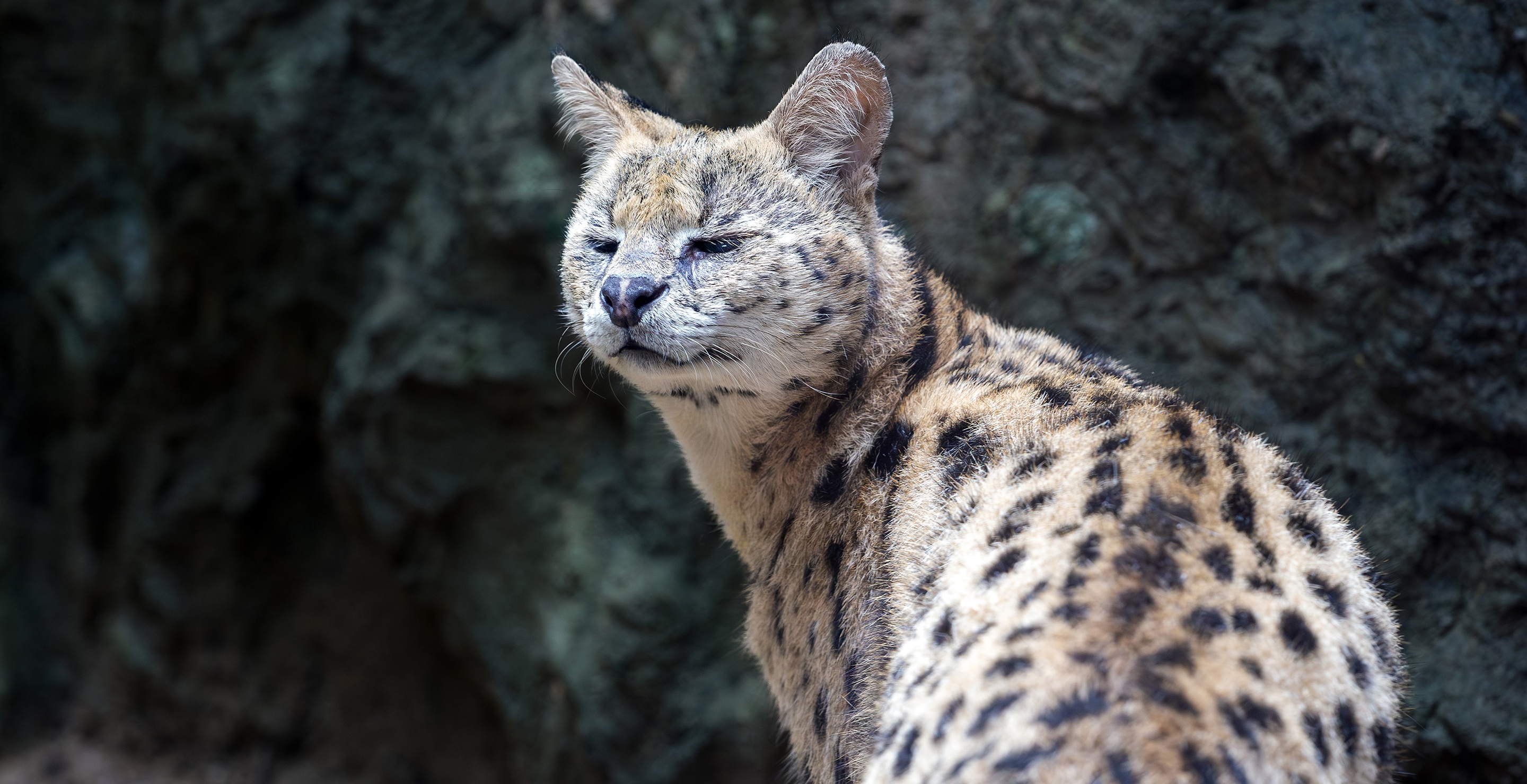 Two Big Cats Captured After Escaping Former NFL Player’s Home - Wide ...
