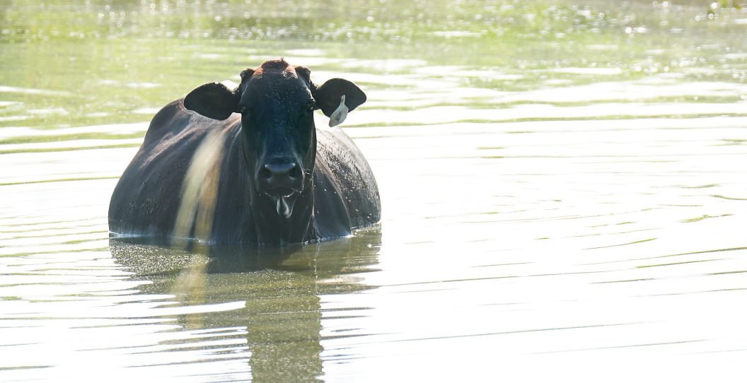 Teams in Virginia Work Together To Rescue Stranded Cow From Muddy ...