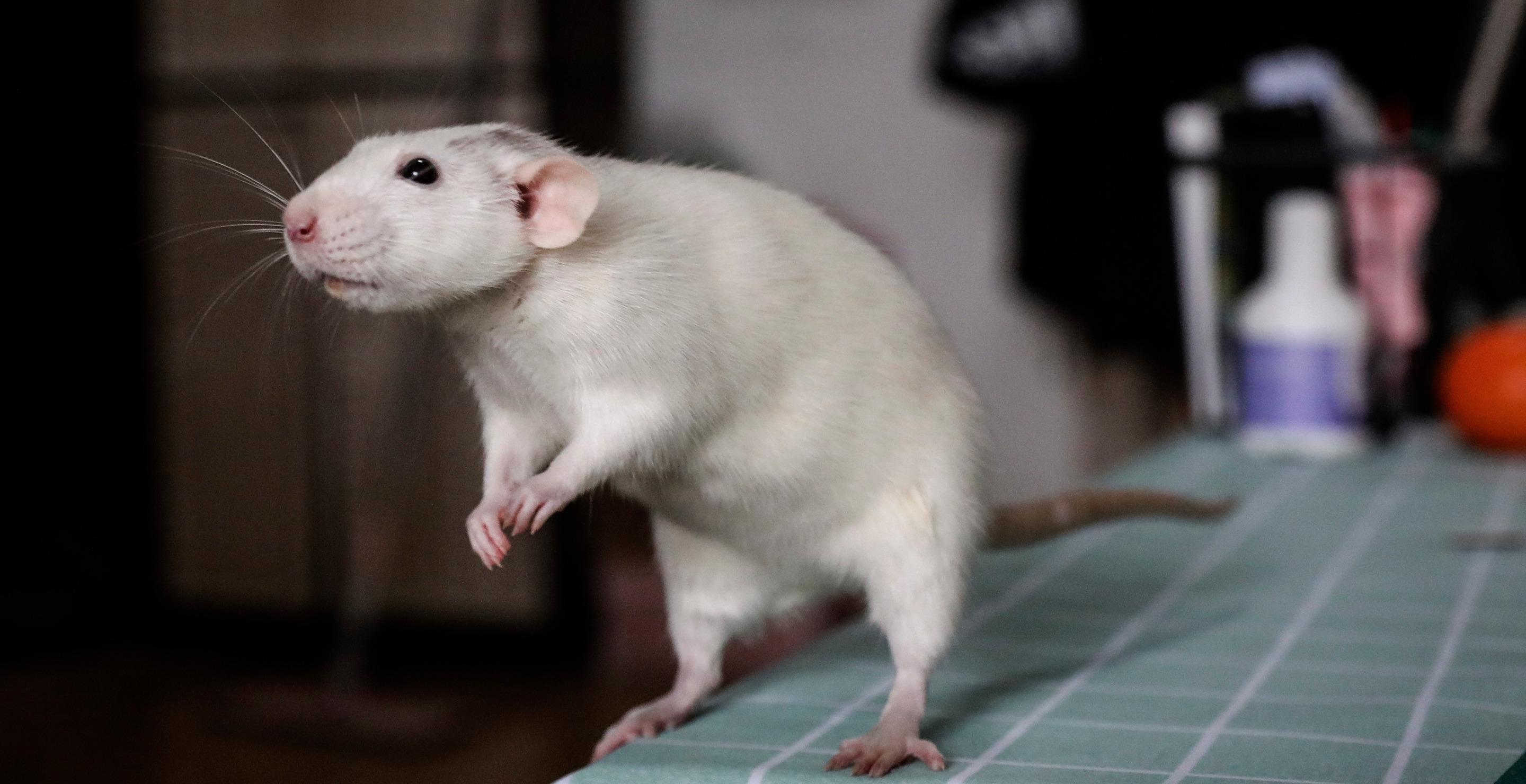 Health Concerns After Viral Video of Rat Running Across Beer Taps at ...