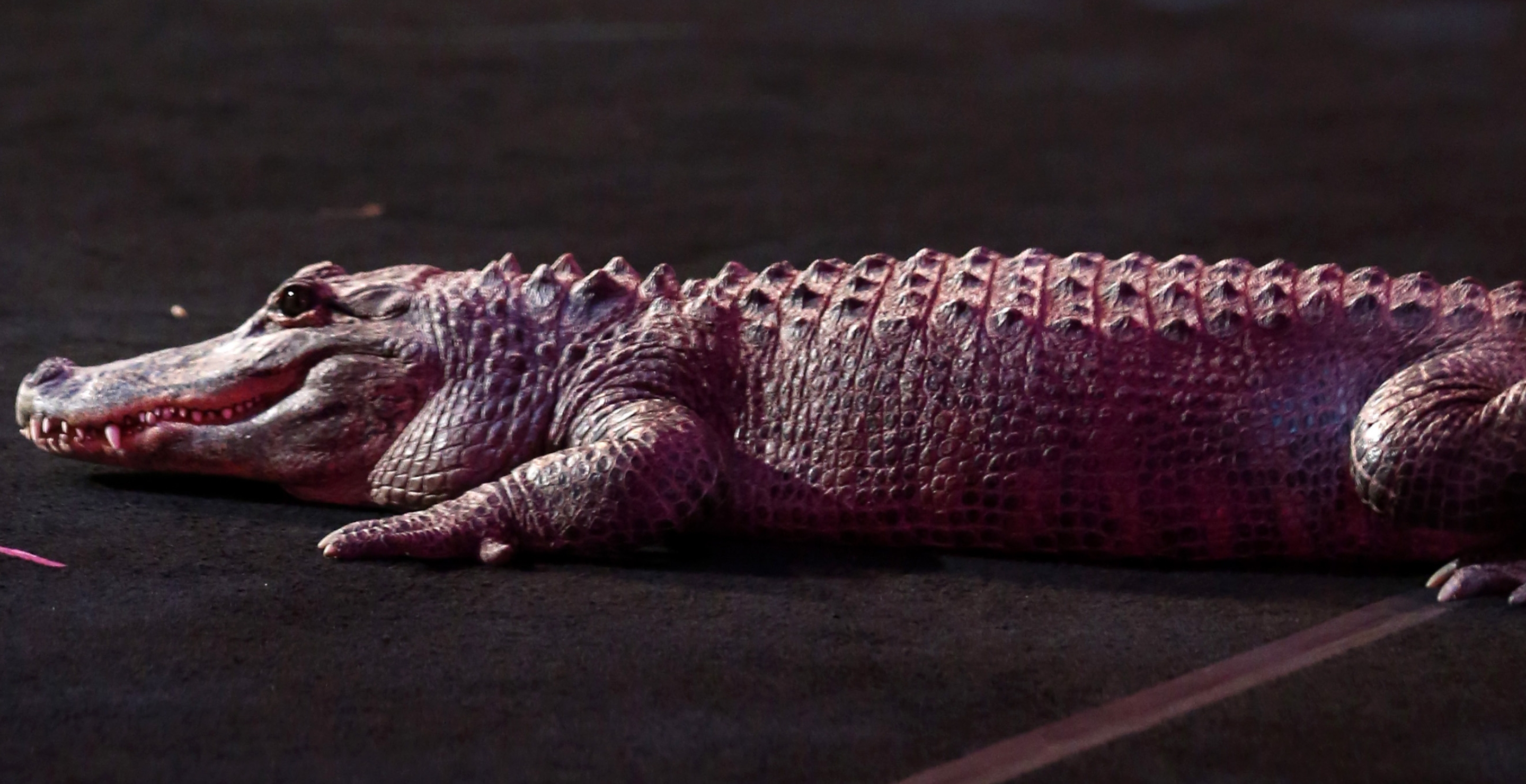 College Student Takes Wild Graduation Photos Kissing Live Alligator ...
