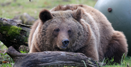 Watch: Brazen Bear Caught Stealing From a U-Haul on Camera - Wide Open ...