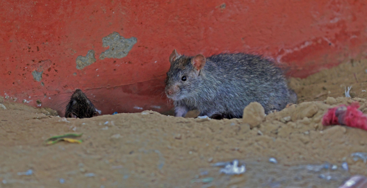 Grocery Department at Target Location Closed Due to Rat Infestation ...