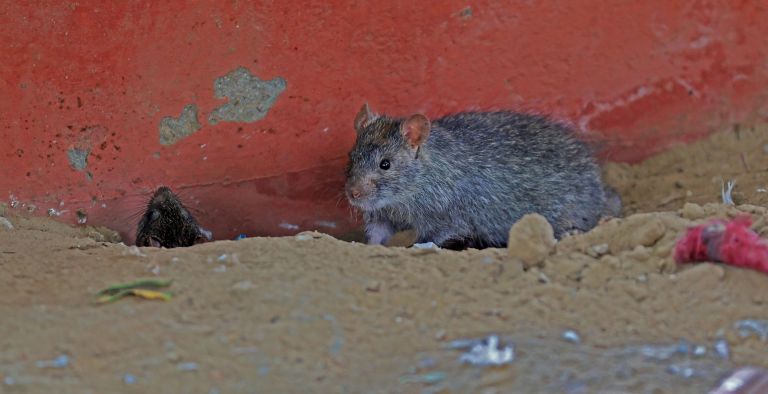 Grocery Department at Target Location Closed Due to Rat Infestation ...