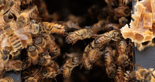 Texas Crash Releases Millions of Bees