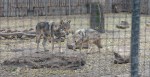 Wolves Attack Zookeepers After They Enter Enclosure, Cause "Severe ...