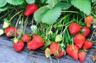 15 Spring Flavors to Enjoy When the Sun Comes Out