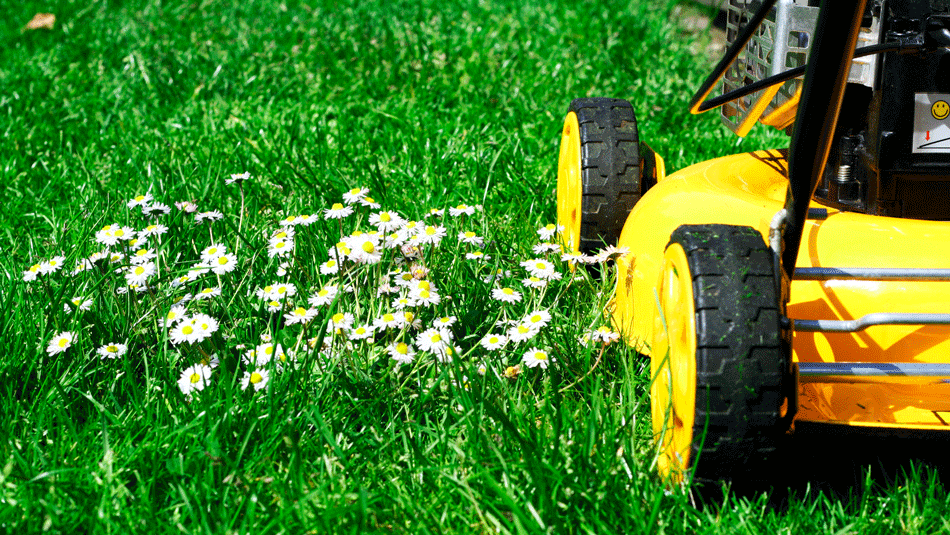 This Summer, You Have a Choice: Mow Your Lawn or Save the Earth