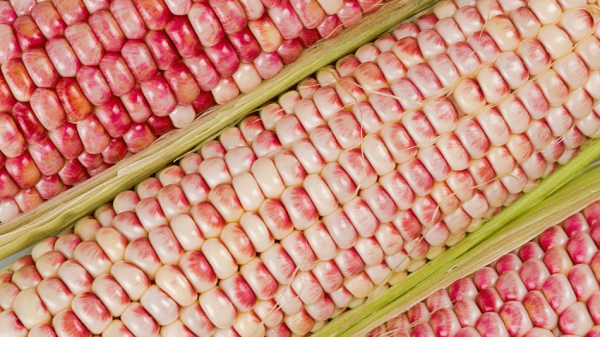 Have You Ever Seen Pink Grits? You Can at This Charleston Restaurant
