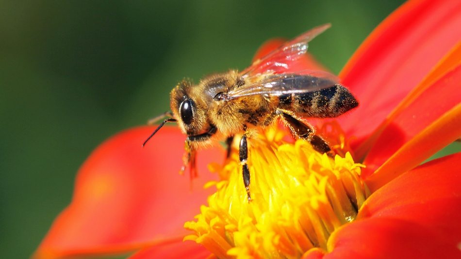 Skipping This Chore Regularly Helps Bee Communities Rebound