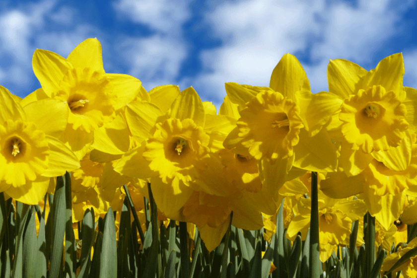 10 Things You Didn't Know About Daffodils