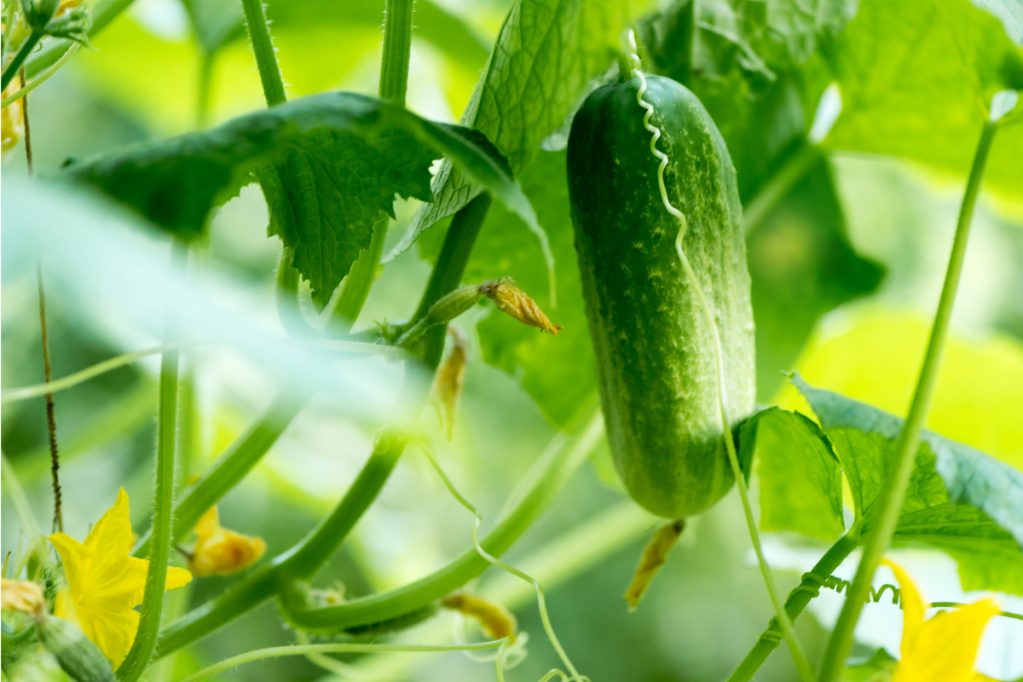 How to Grow Cucumbers: 8 All-Star Tips for Your Best Crop Yet