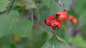 The Mayhaw and Its Fruit Are the South's Delicious Hidden Secrets