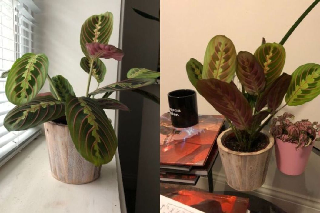 Prayer Plants: Enjoy This Time-Lapse of Their 'Praying Hands' + Care Tips