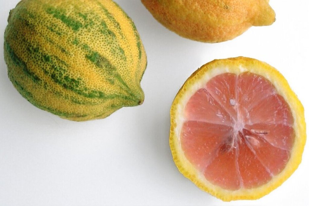 The Pink Lemon Does Exist and You Can Buy Them at Trader Joe's