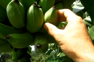 The Pawpaw Fruit, or Appalachian Banana, is America’s Best-Kept Secret