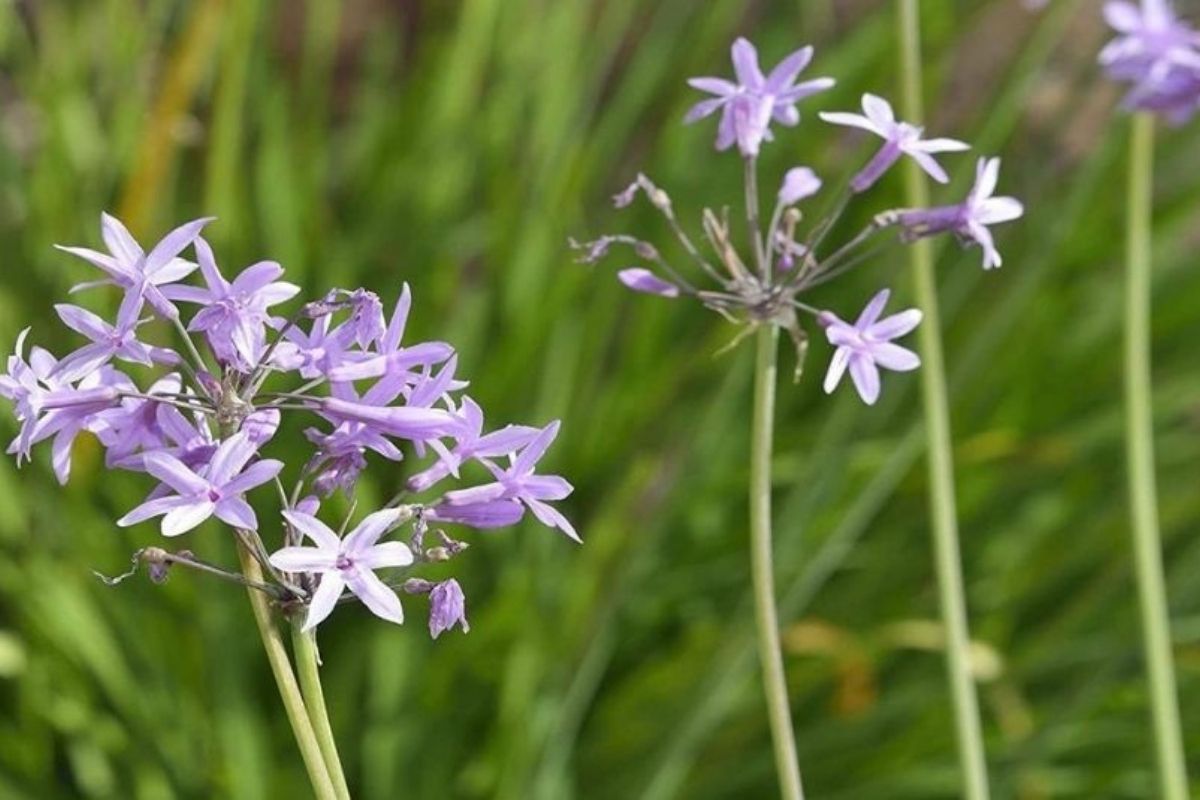 5 Plants That Repel Snakes + Where Do Snakes Like to Hide