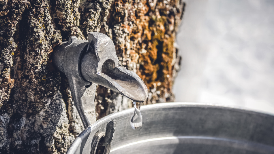 How To Make Maple Syrup By Tapping Your Own Maple Trees