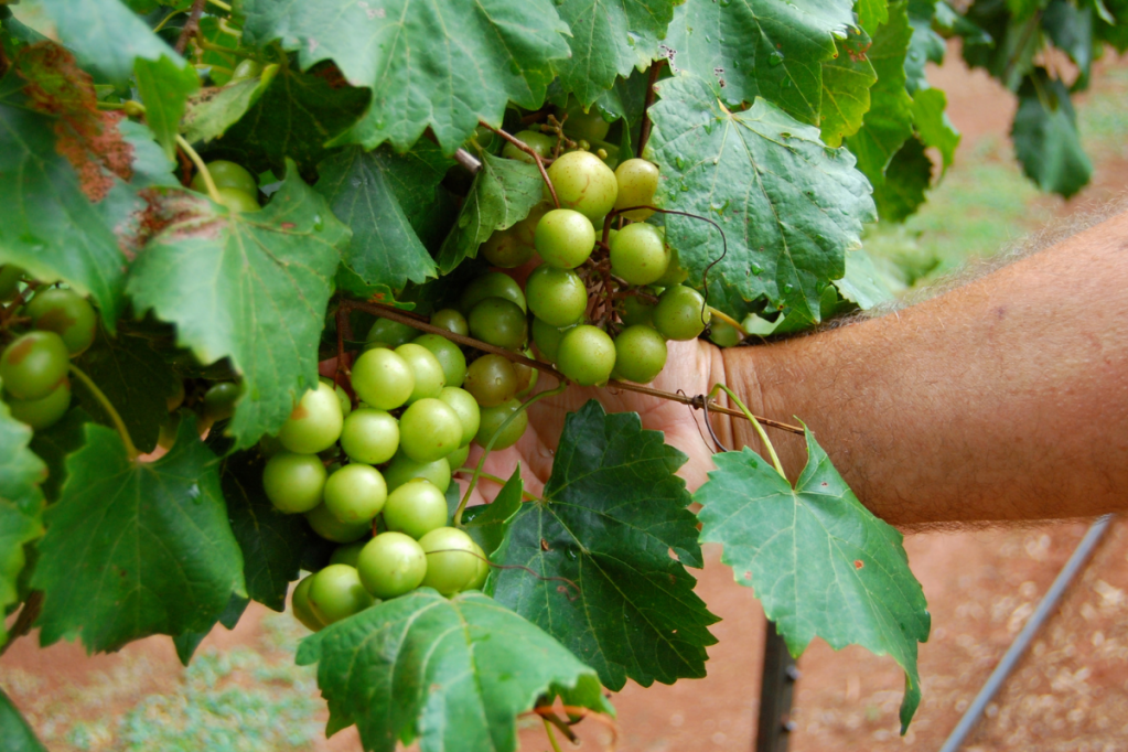 Scuppernong Grapes are the South's Secret Wine Ingredient