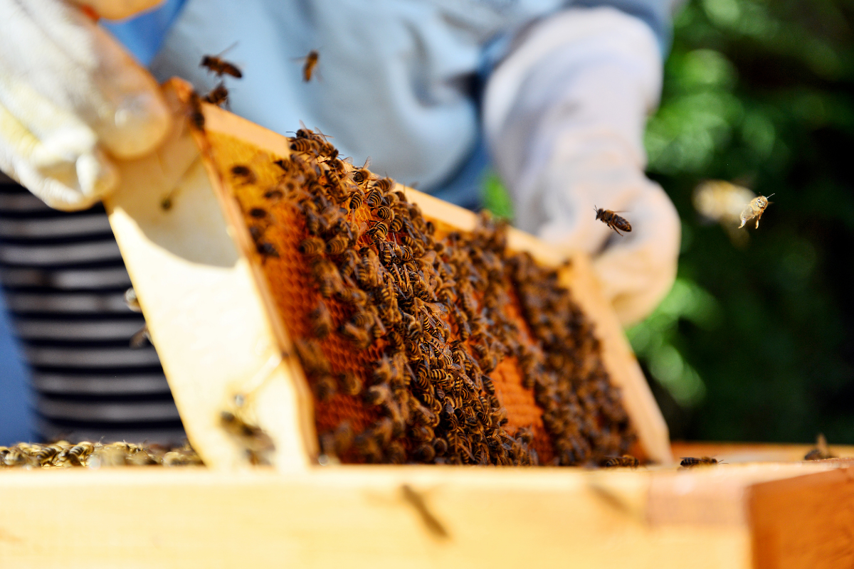 Bee Infestation Causes Texas Home to Become Soaked with Honey