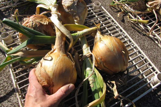 Plant These Candy Onions for a Sweet But Still Mild Flavor
