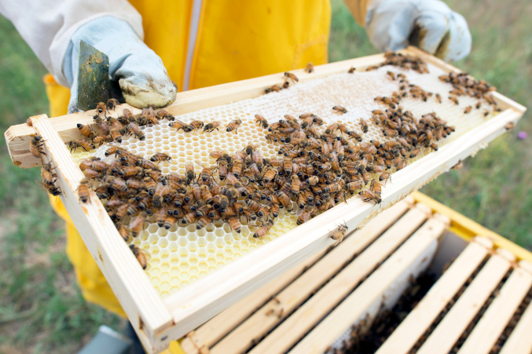 Bee Infestation Causes Texas Home to Become Soaked with Honey