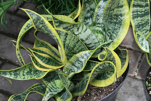 8 Snake Plant Varieties To Brighten Up Your Living Room