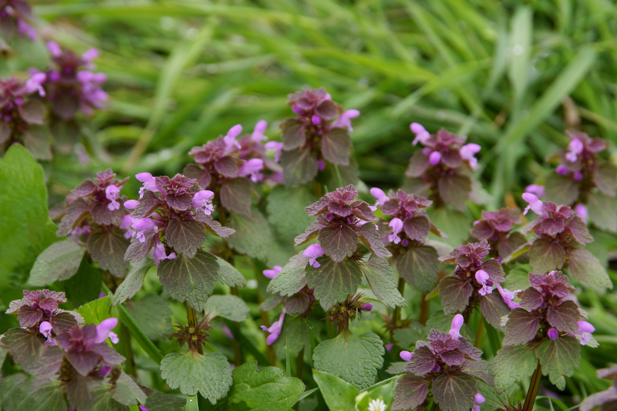 10 Ways to Use Dead Nettles and Stinging Nettles Growing in Your Yard