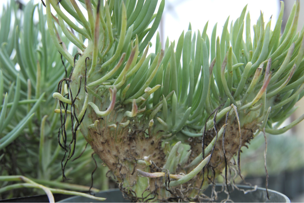 The Mermaid Tail Succulent is an Oceanic Addition to Your Houseplants