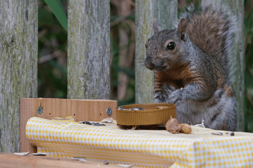 This Squirrel Picnic Table Is The Perfect Free Entertainment