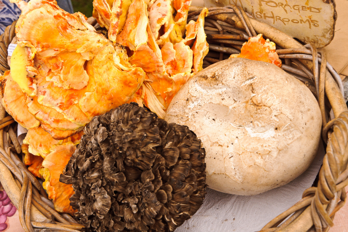 9 Deliciously Wild Mushrooms You Can Forage in the Fall