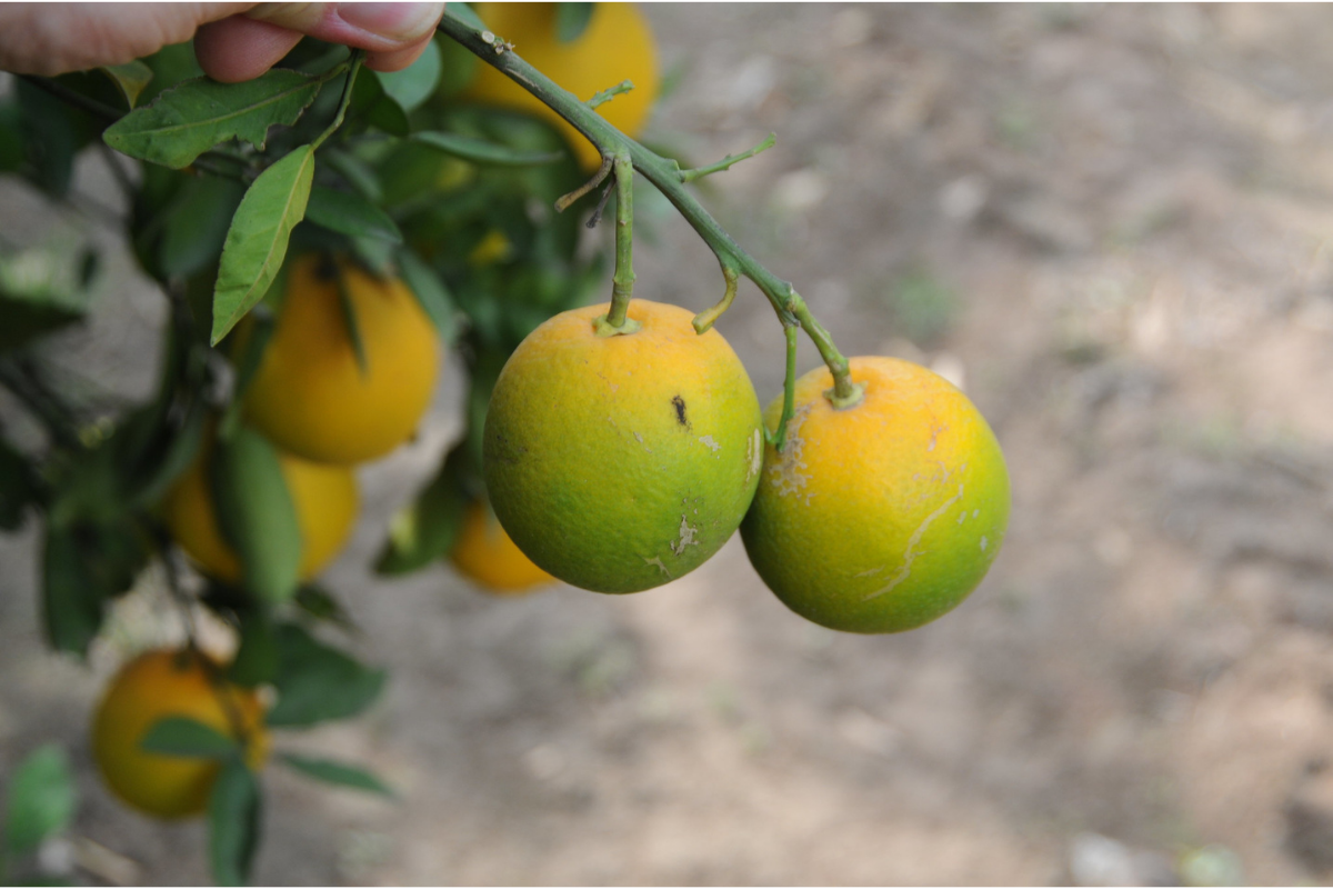 Here's Why You Need to Check Your Garden for Citrus Greening