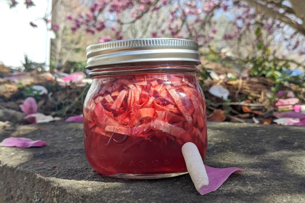 Pickled Magnolia Petals Recipe