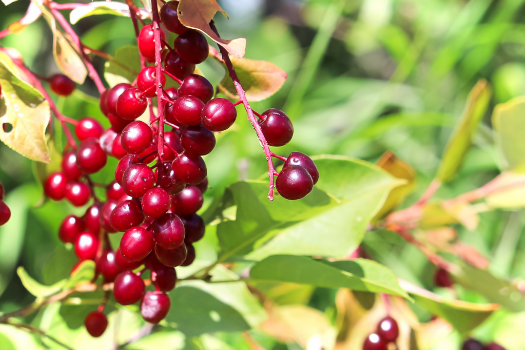 Everything You Need to Know About Texas Mustang Grapes