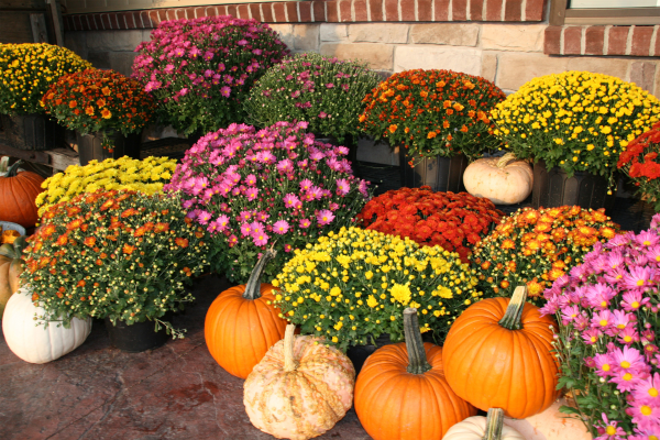Best Fall Flowers to Plant This Autumn | 2022